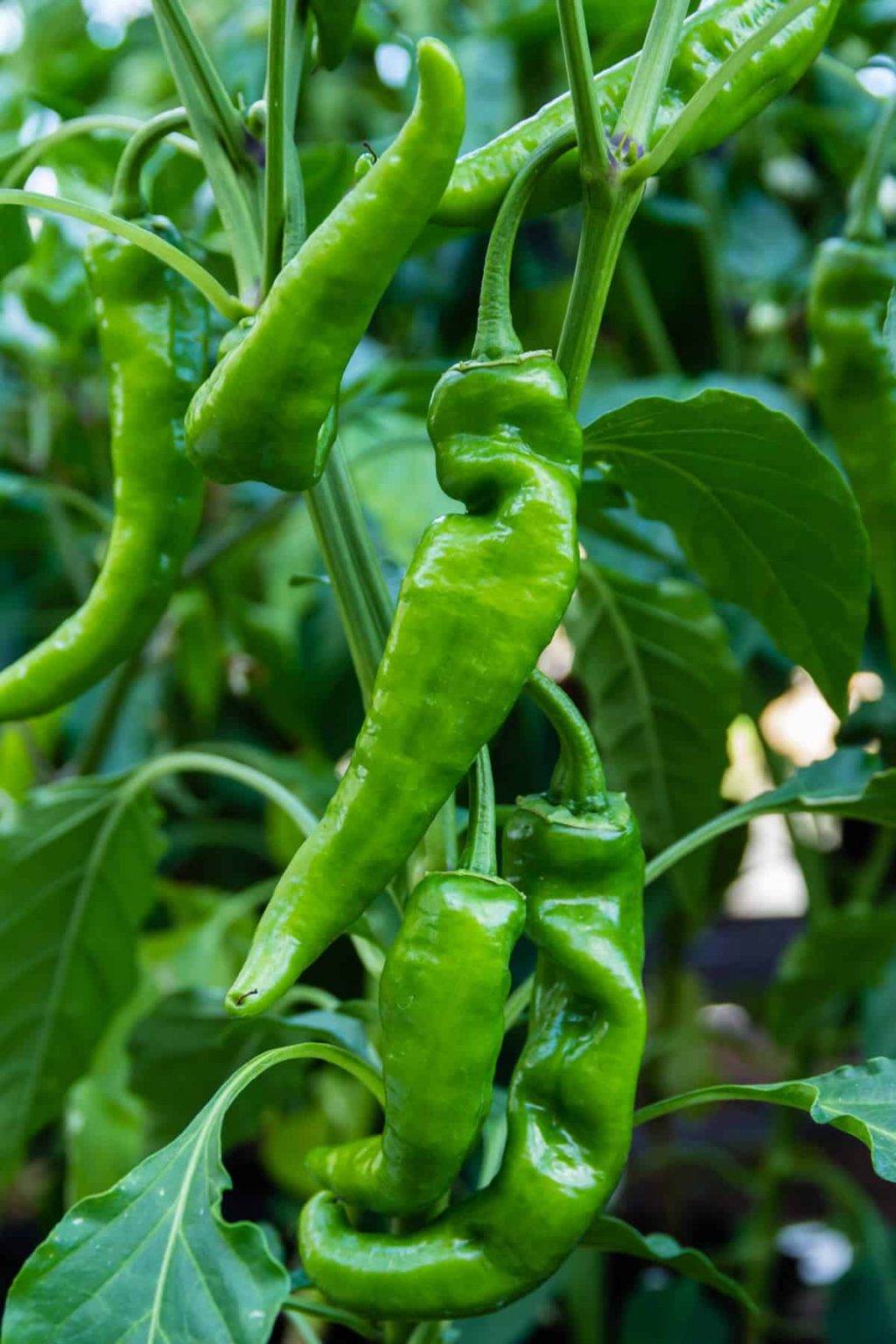 Anaheim Pepper – Charger – Ruby Lu Garden