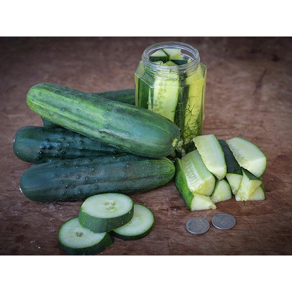 Marketmore 76 Cucumber – Ruby Lu Garden